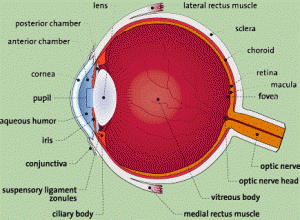 Dr. Tayfour | How the Eye Works